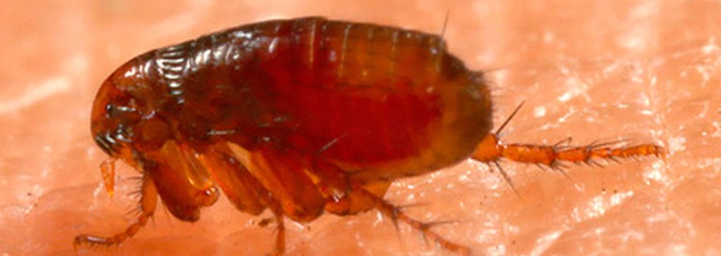 Flea Pest Control & Removal Services: Find Flea Exterminators in Orange ...